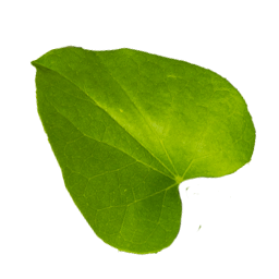 Amruthaballi Powder - Parijata Herbs